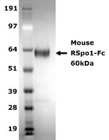 R-Spondin1 expressing 293T Cell Line | SCC111